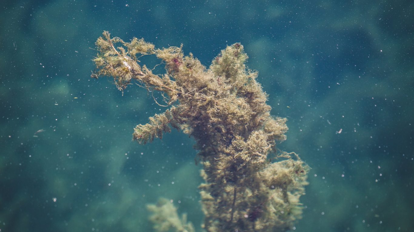 Could China's 'Seaweed Drug' Treat Alzheimer's? Experts Remain Cautious ...